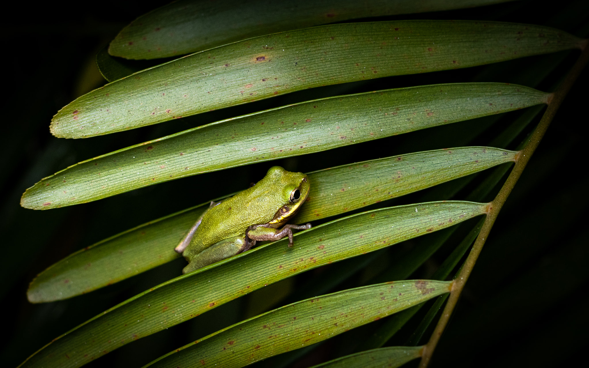 Florida Panther NWR Green Treefrog | FWS.gov